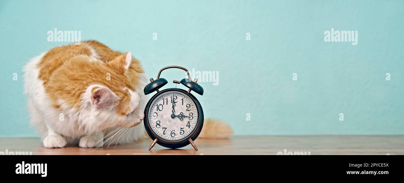 Funny tabby cat looking curious to a retro alarm clock on the table ...