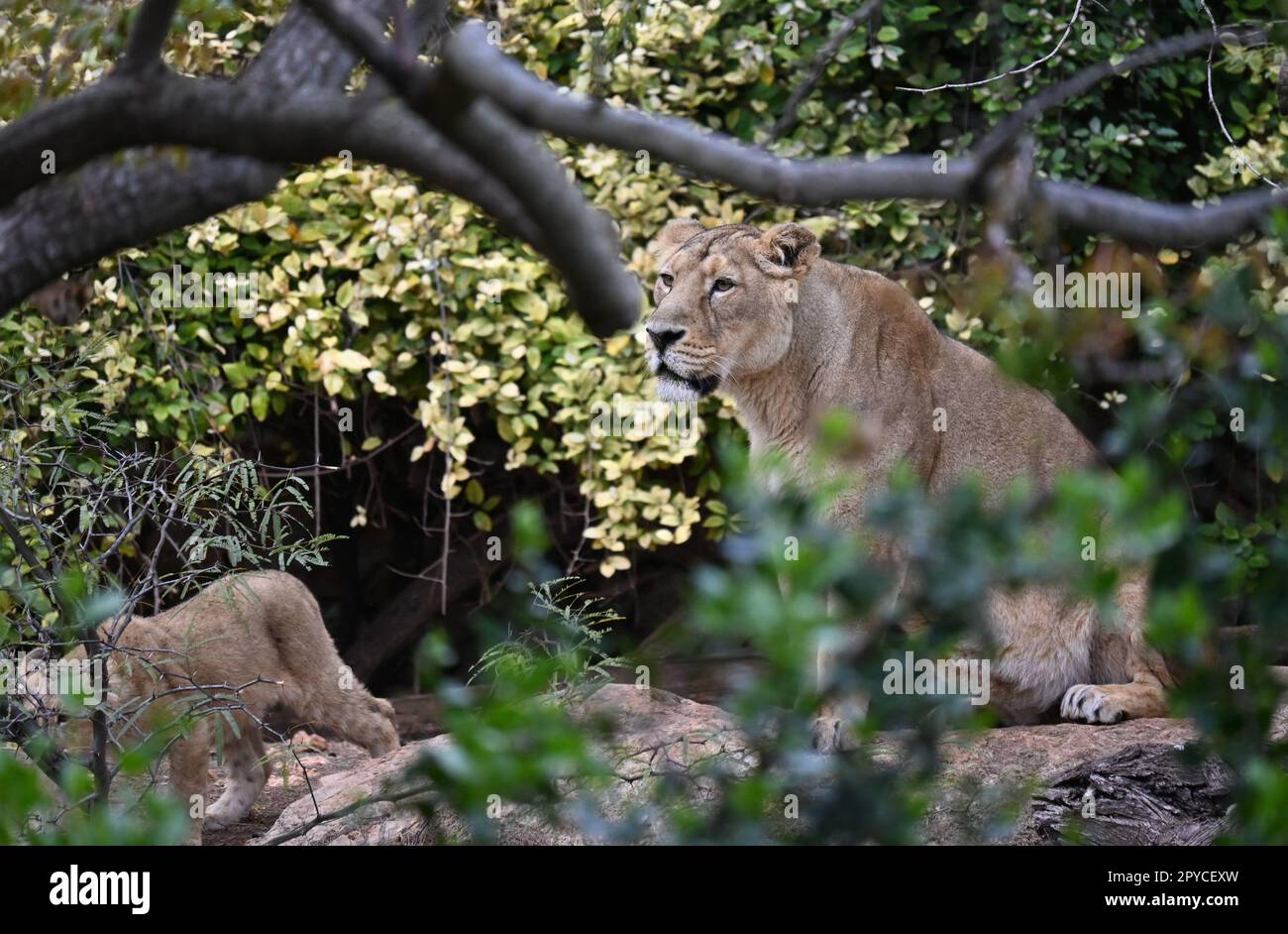Lioness on Guard Stock Photo - Alamy