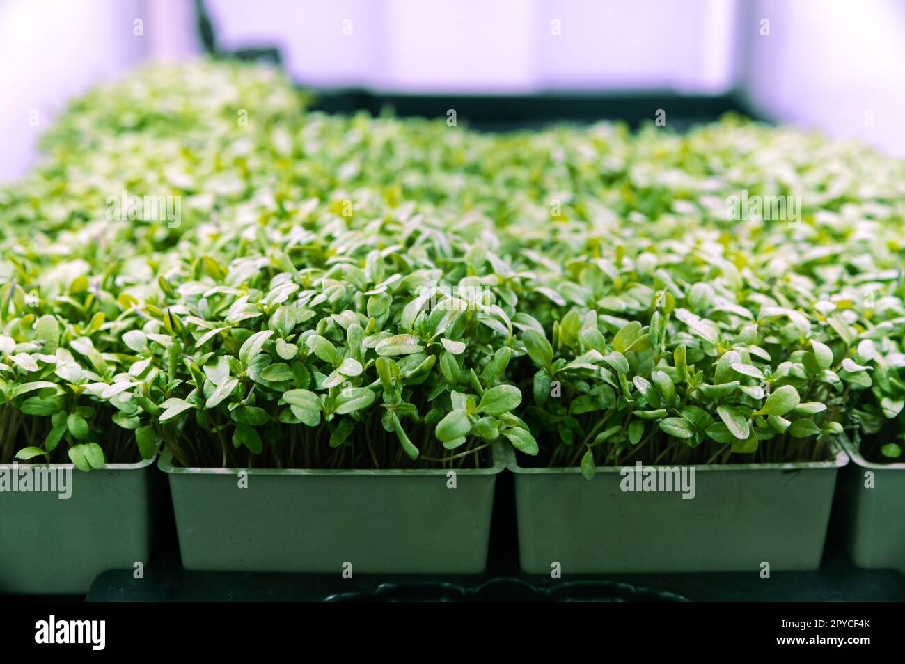 Micro plant watering hi-res stock photography and images - Alamy