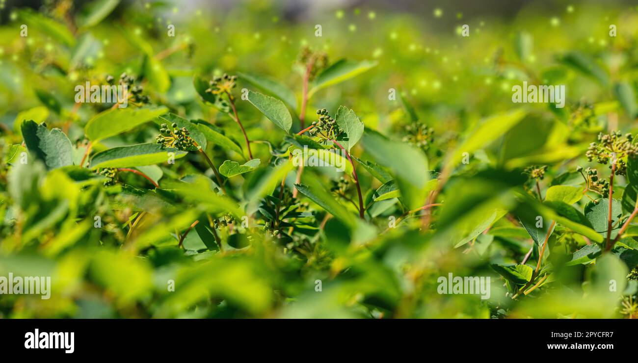 Living green hedge in the garden or in the city. Spring gardening ...
