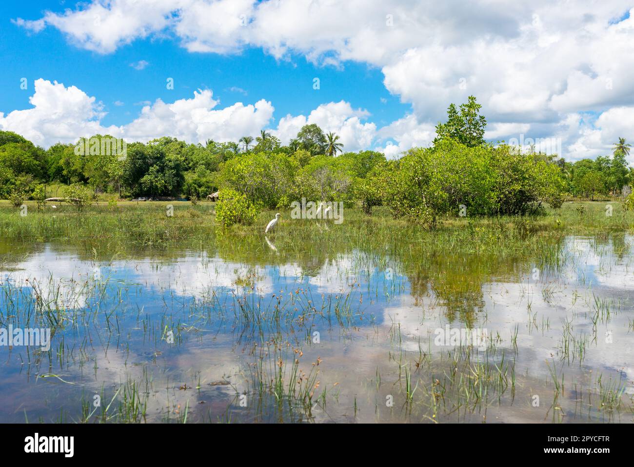 Large scenic coastal lagoon at Rekawa close to the small town Tangalle ...