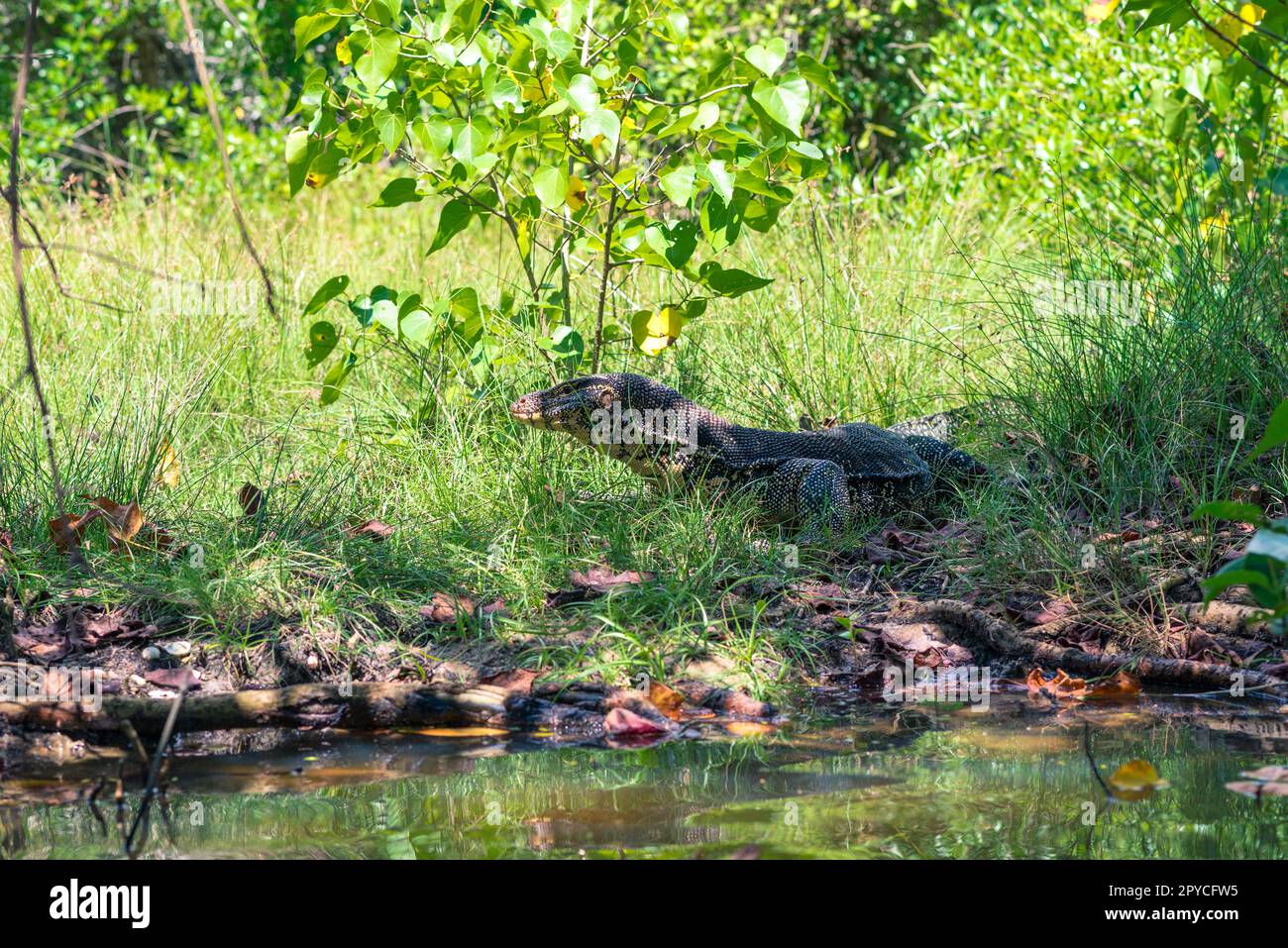 Large Asian water monitor at the riverbank of the Rekawa lagoon Stock ...