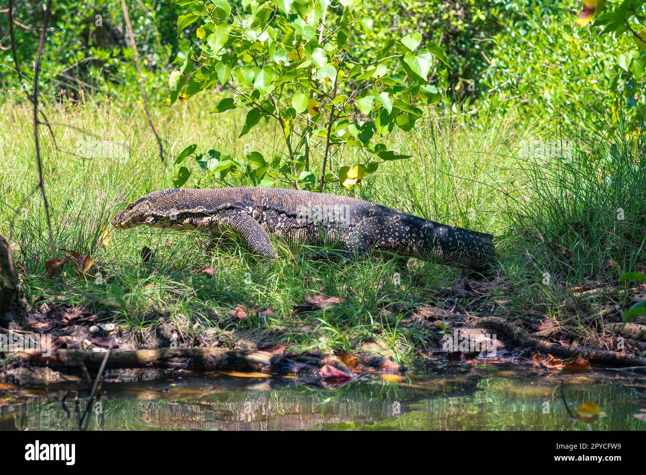 Large Asian water monitor at the riverbank of the Rekawa lagoon Stock ...