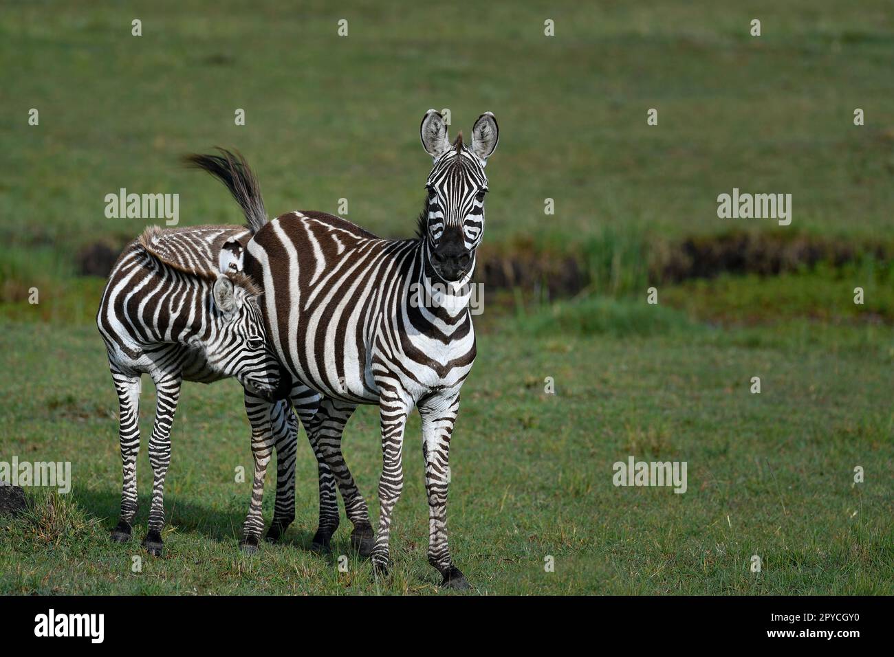 Zebra in the Savanna of Kenya Stock Photo - Alamy