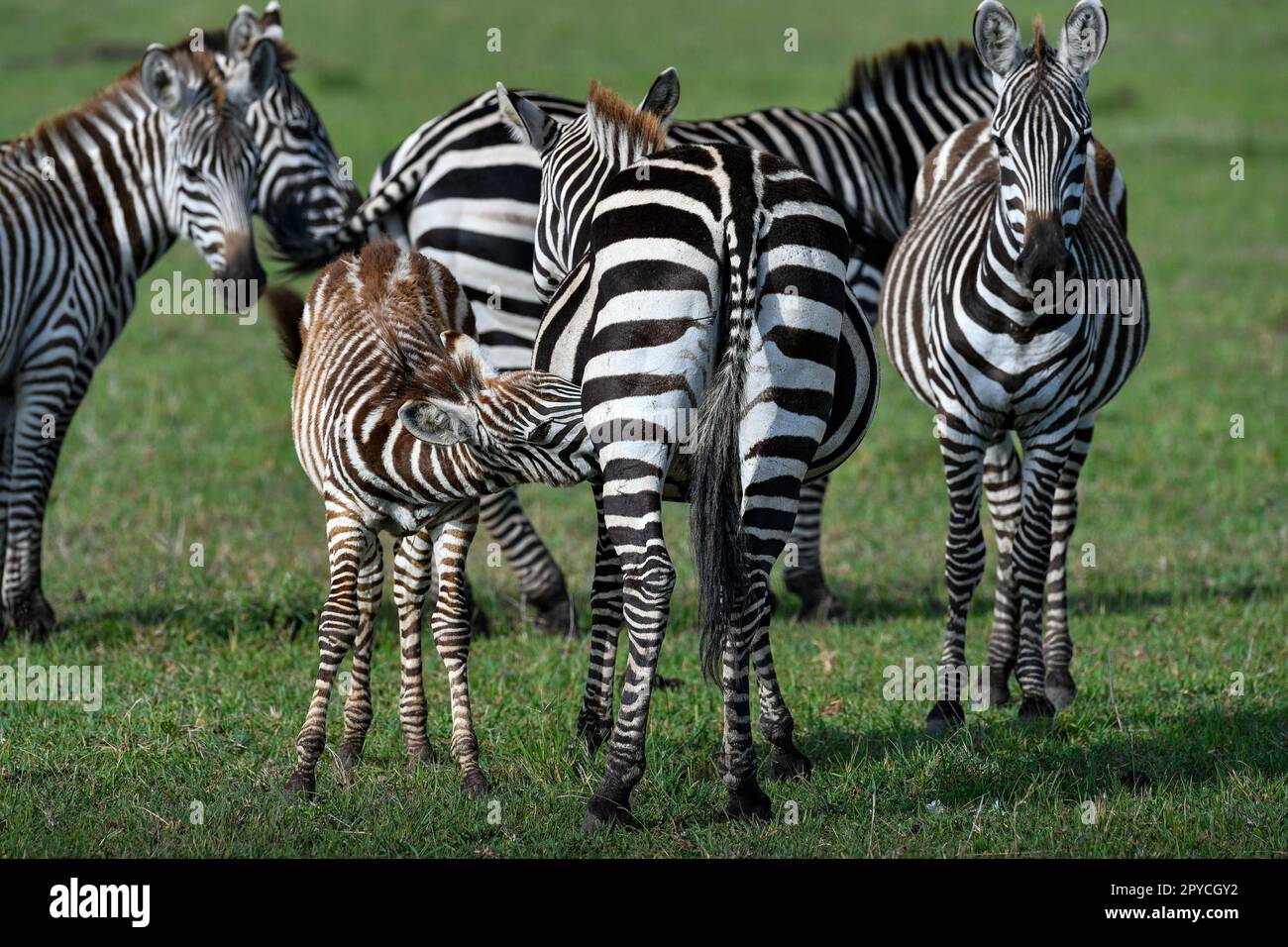 Savanna zebra hoof hi-res stock photography and images - Alamy