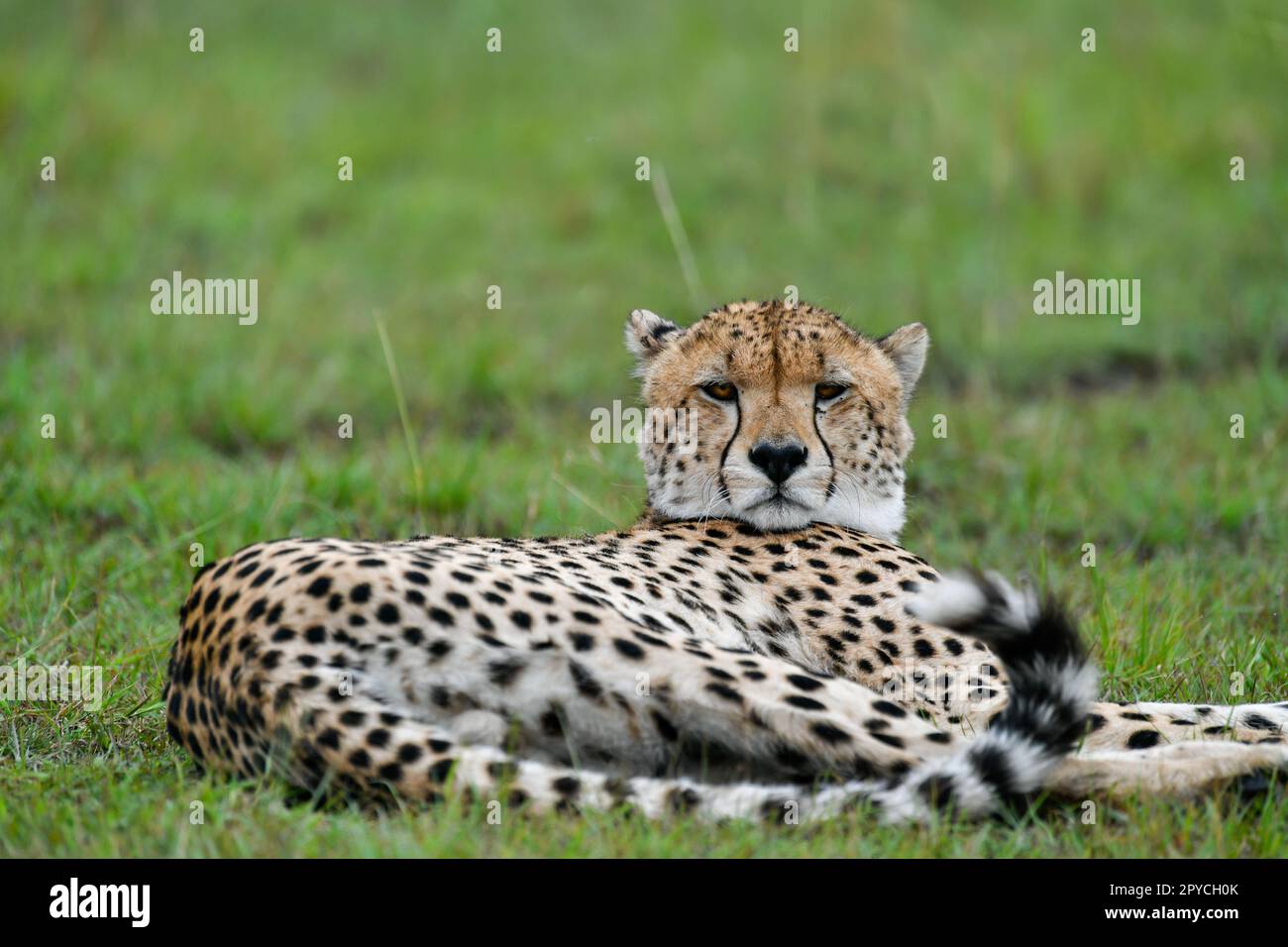 cheetah in the vast wilderness of Africa Stock Photo - Alamy