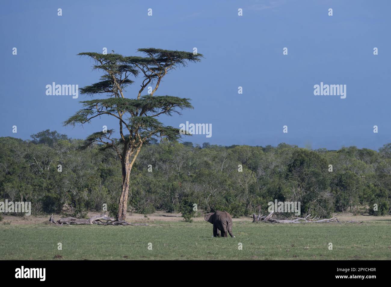 big elephant in the savannah of Africa Stock Photo - Alamy
