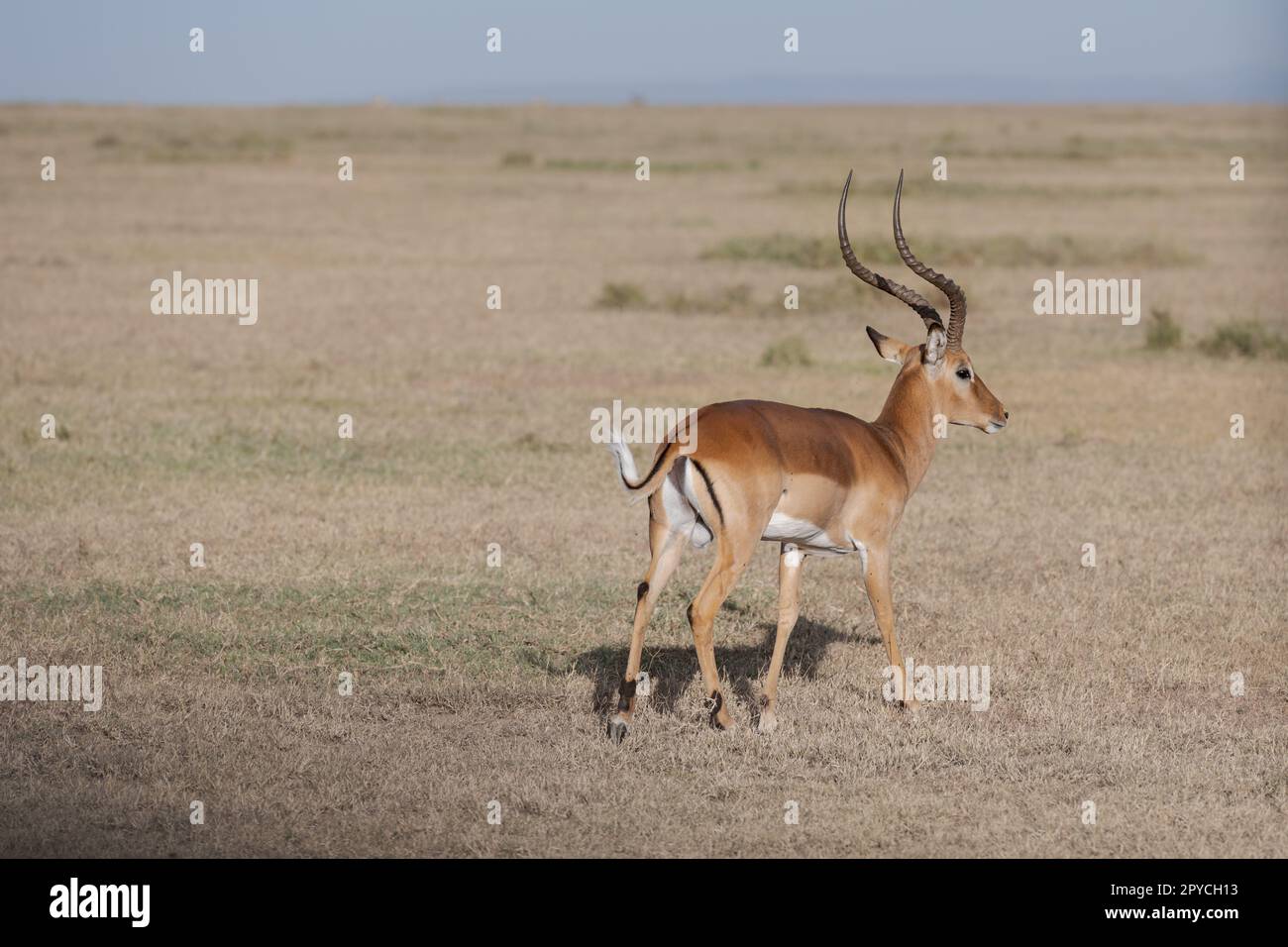 Antelope in the savannah of Africa Stock Photo - Alamy