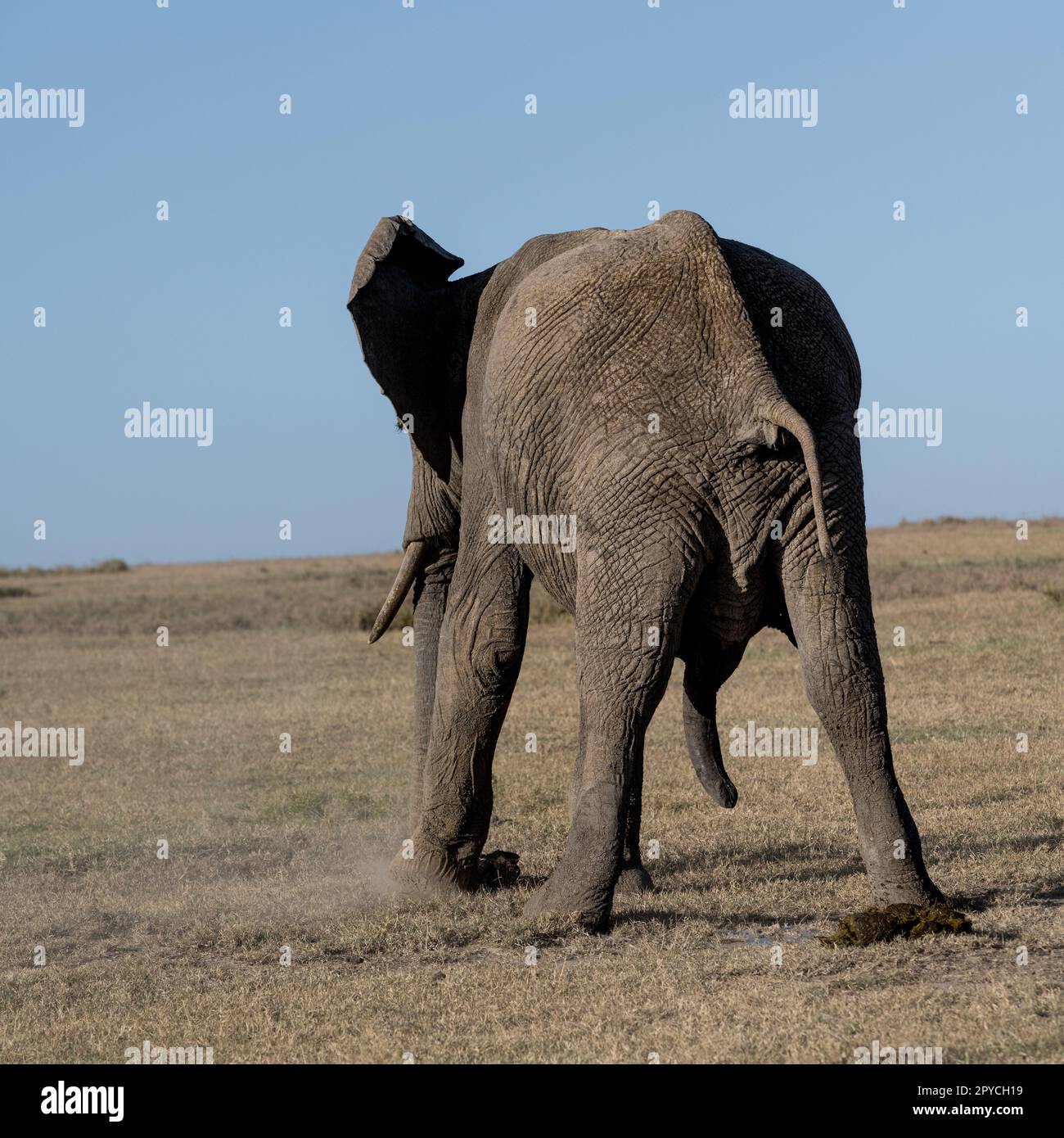 big elephant in the savannah of Africa Stock Photo - Alamy