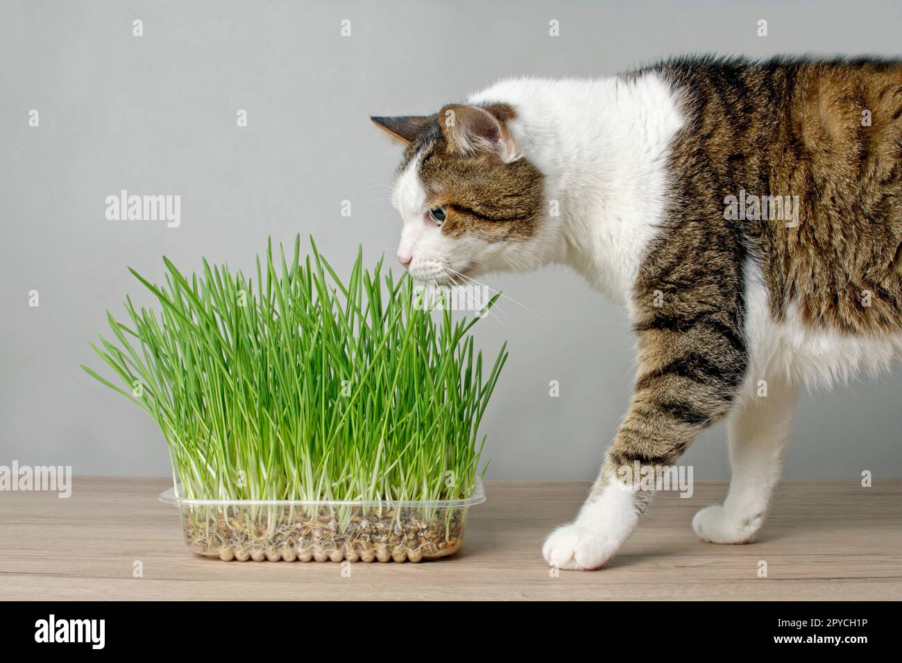 Cute tabby cat looking curious to a plant pot with fresh catnip Stock ...