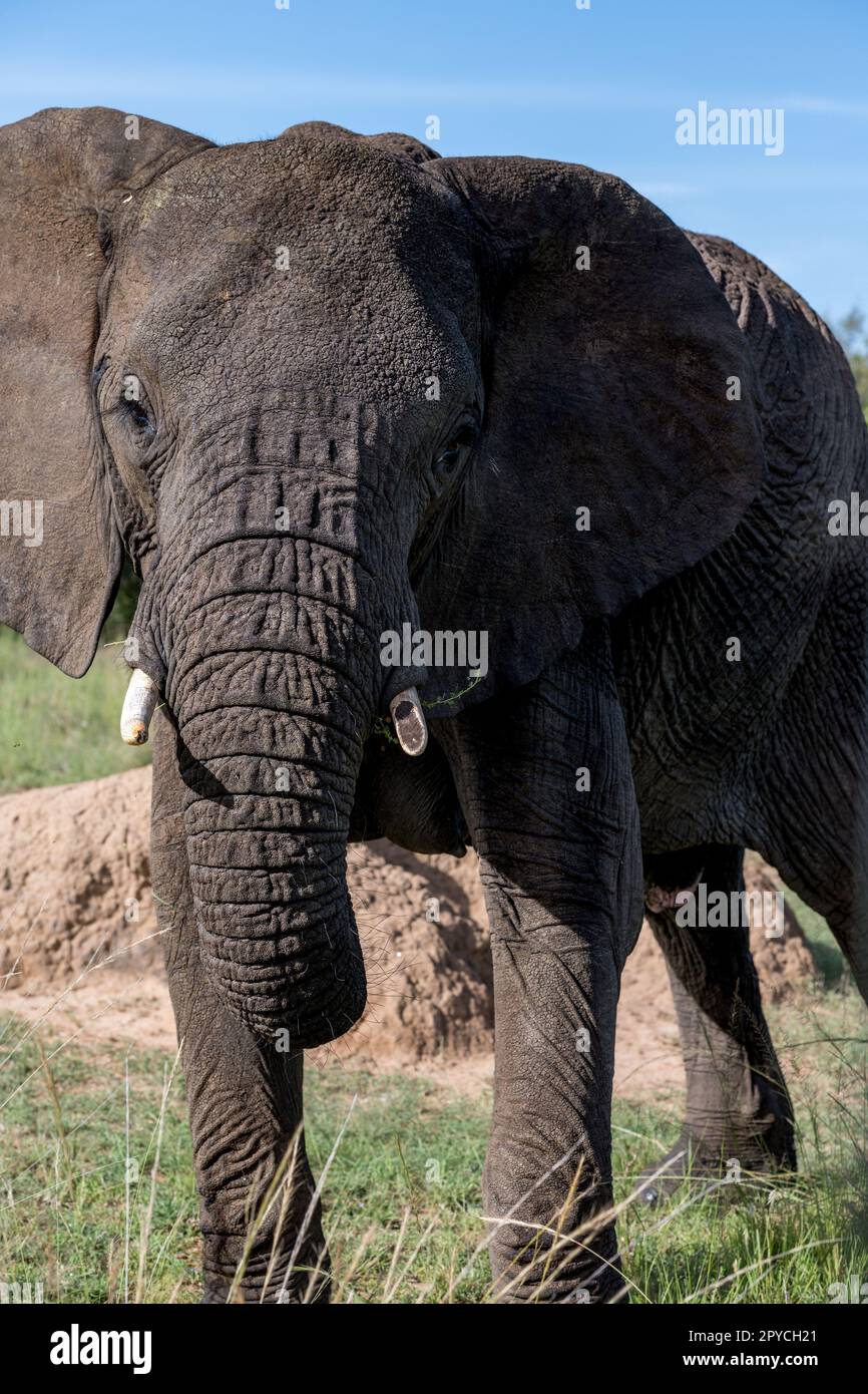 big elephant in the savannah of Africa Stock Photo - Alamy