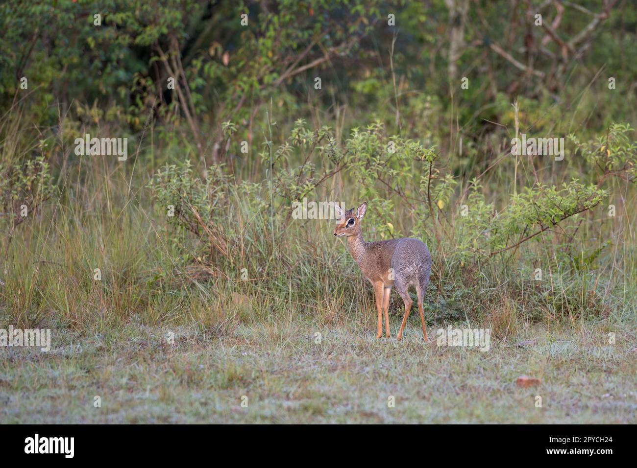 Dik Dik pygmy antelope in Africa Stock Photo - Alamy