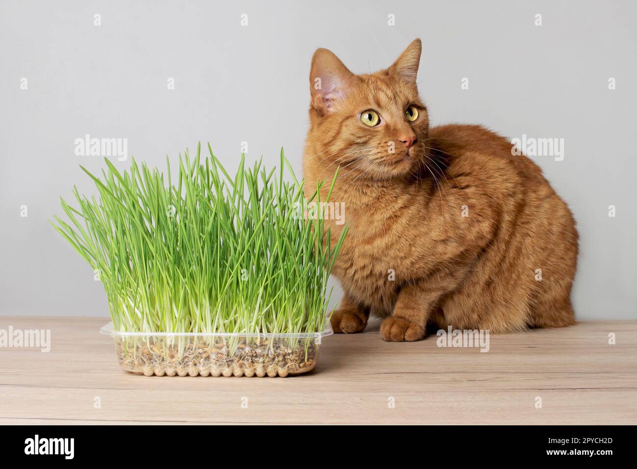 Cute ginger cat sitting beside a plant pot with fresh catnip Stock ...