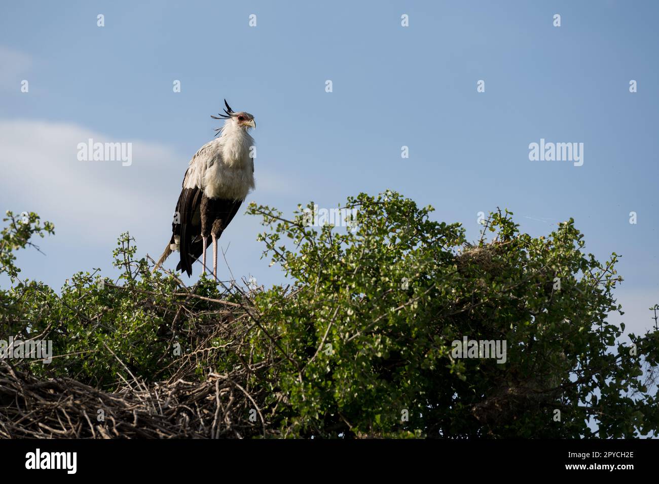 Secretary Bird of prey in Africa Stock Photo - Alamy