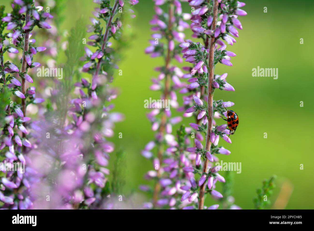 Ladybug pink hi-res stock photography and images - Alamy