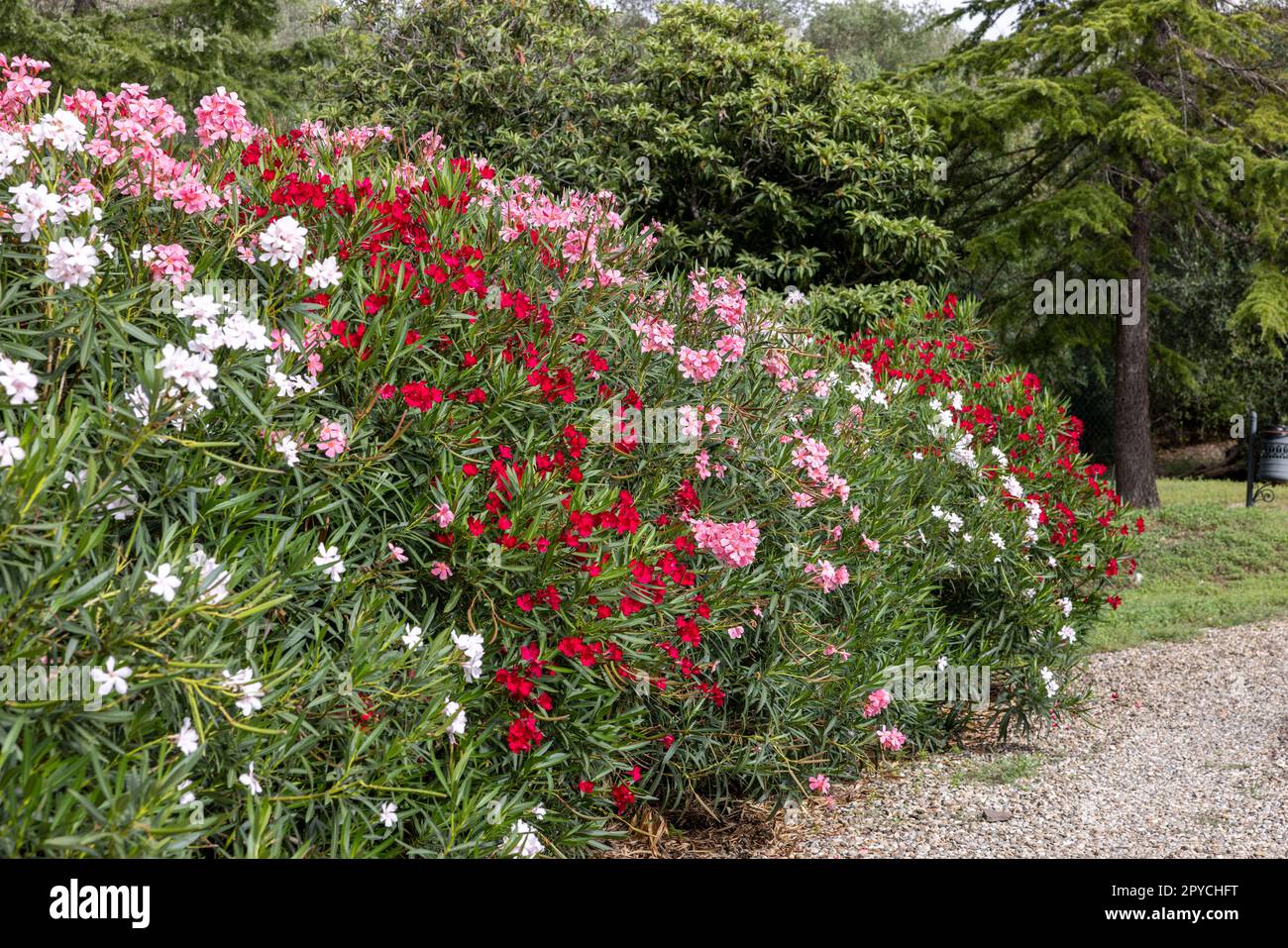 Oleander flowers hi-res stock photography and images - Alamy