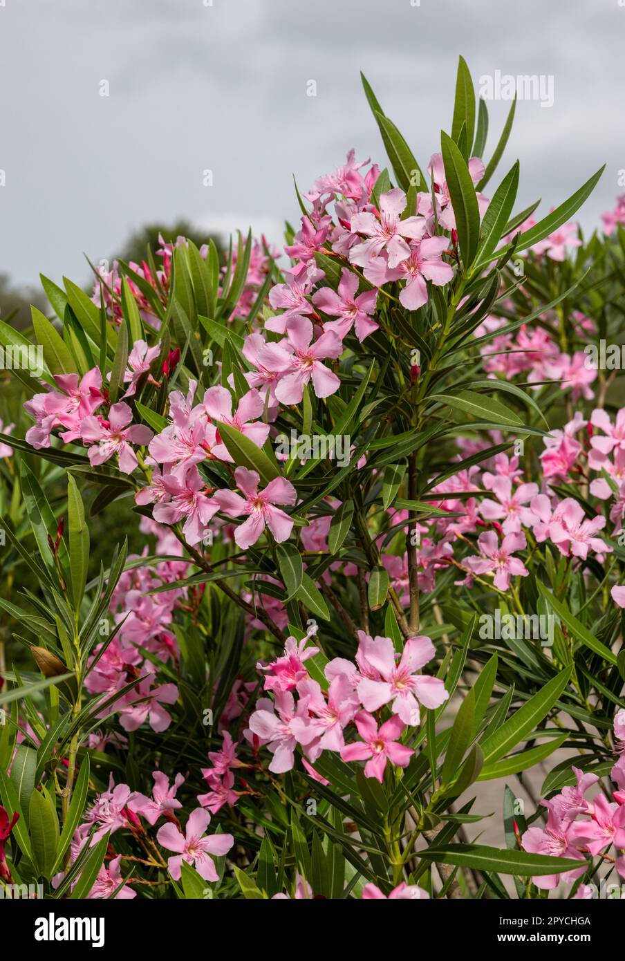 Beautiful small Oleander flowers Stock Photo - Alamy