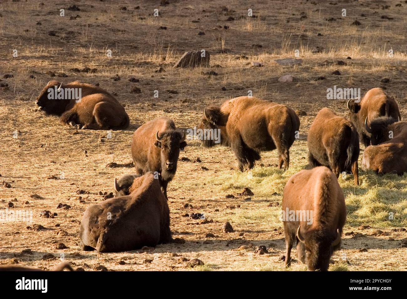 Colorado buffalos hi-res stock photography and images - Alamy