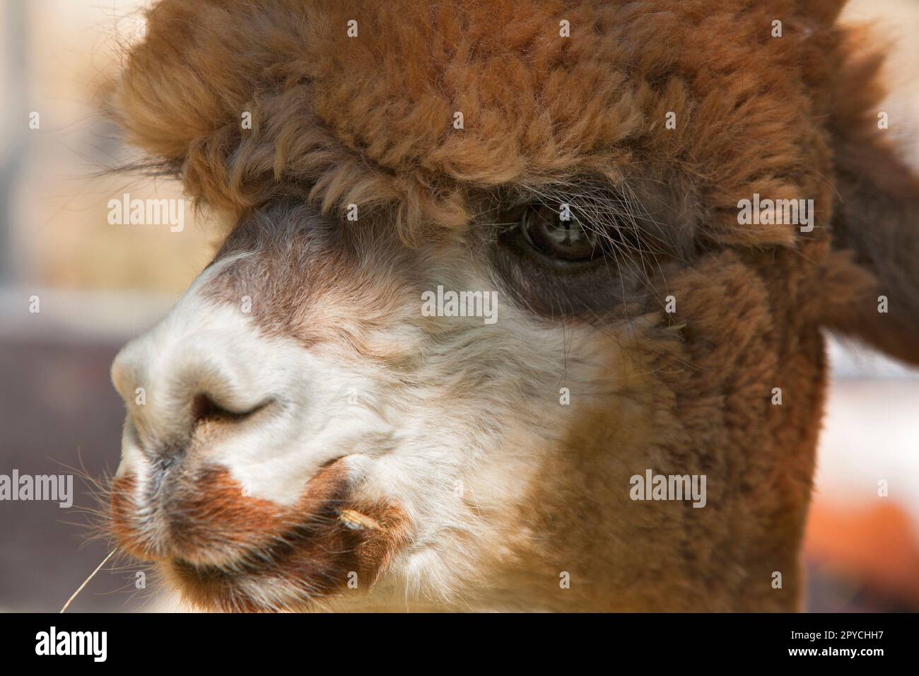 Colorado farm animals hi-res stock photography and images - Alamy
