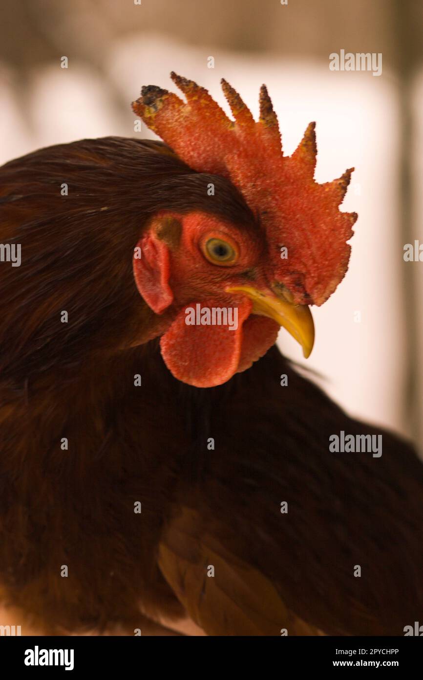 Rhode Island Red rooster Stock Photo - Alamy