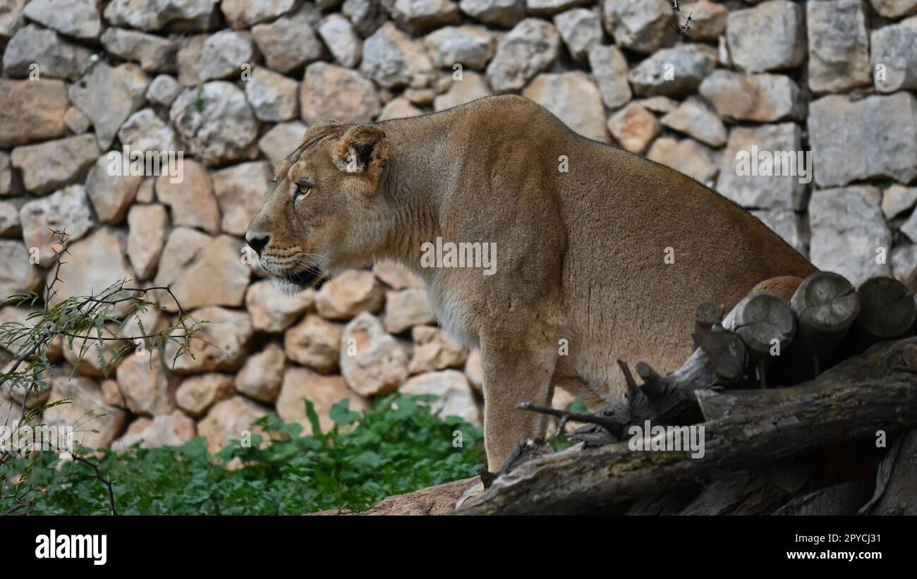 Lioness on guard hi-res stock photography and images - Alamy