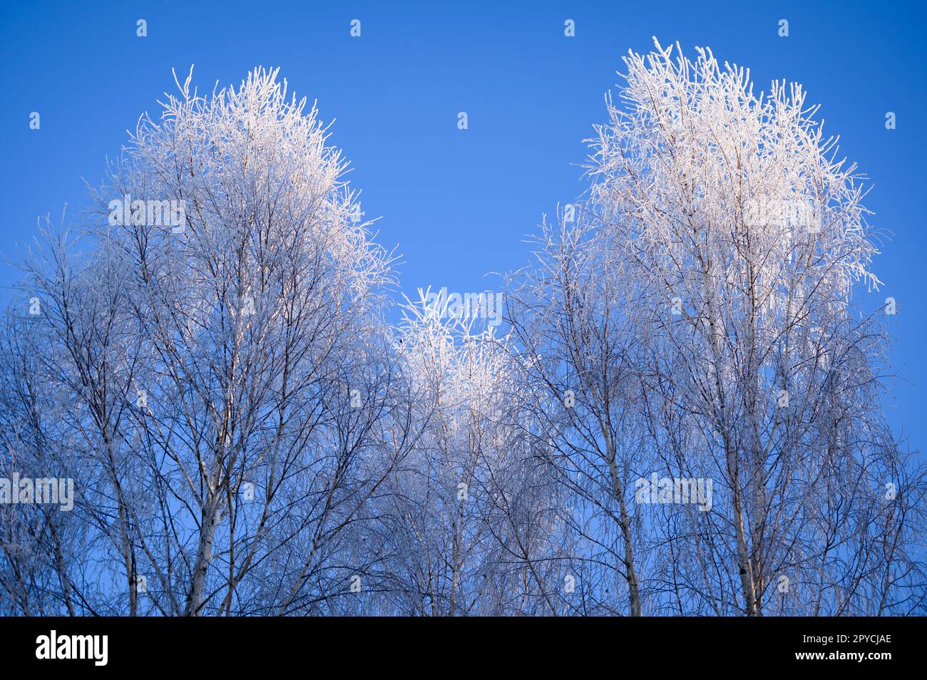 Bright sky tree hi-res stock photography and images - Alamy