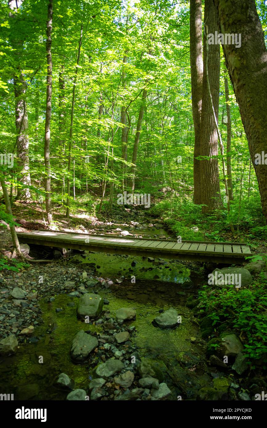 Vertical side view of idyllic wooden footbridge over lush woodland ...
