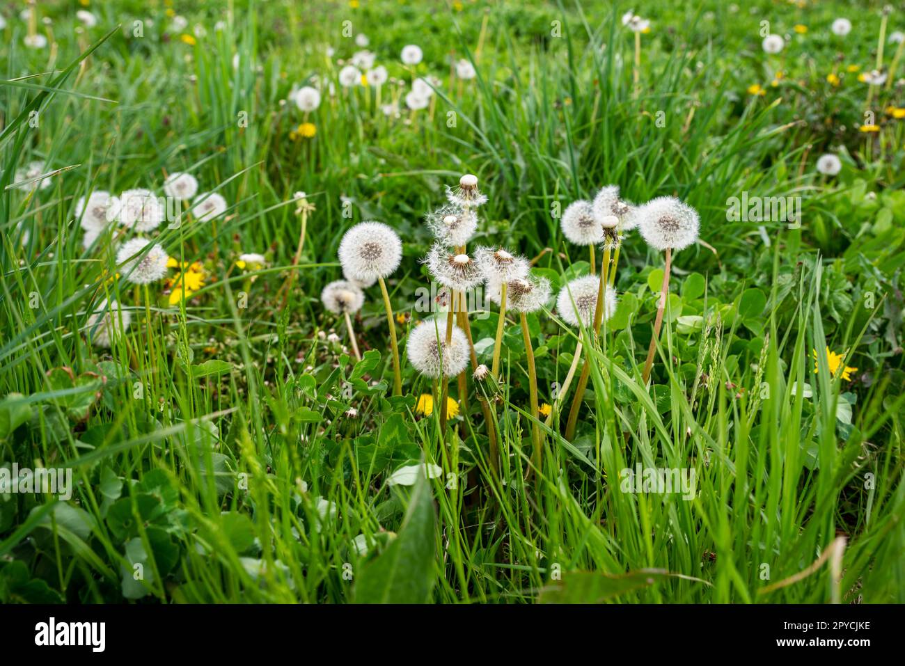 Overgrown grass and dandelions closeup springtime nature background ...