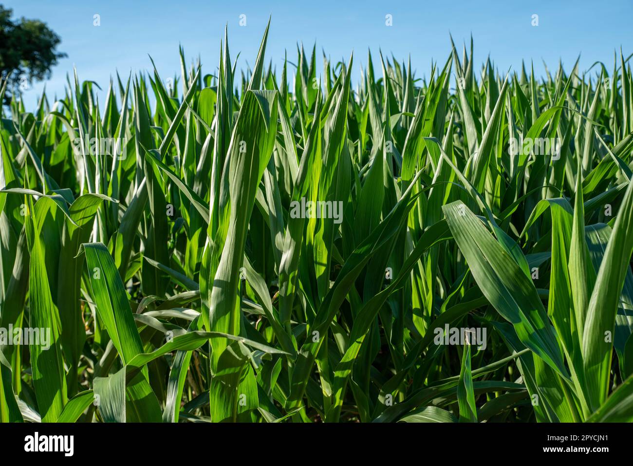 Closeup of corn stalk tops in field extending to the horizon Stock ...
