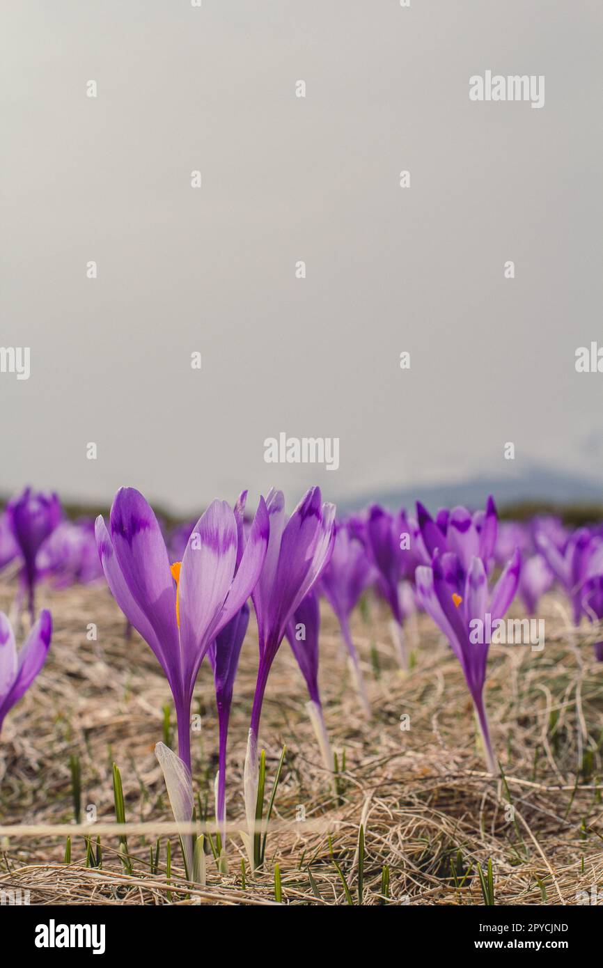 Close up violet saffron crocus flowers texture concept photo Stock ...