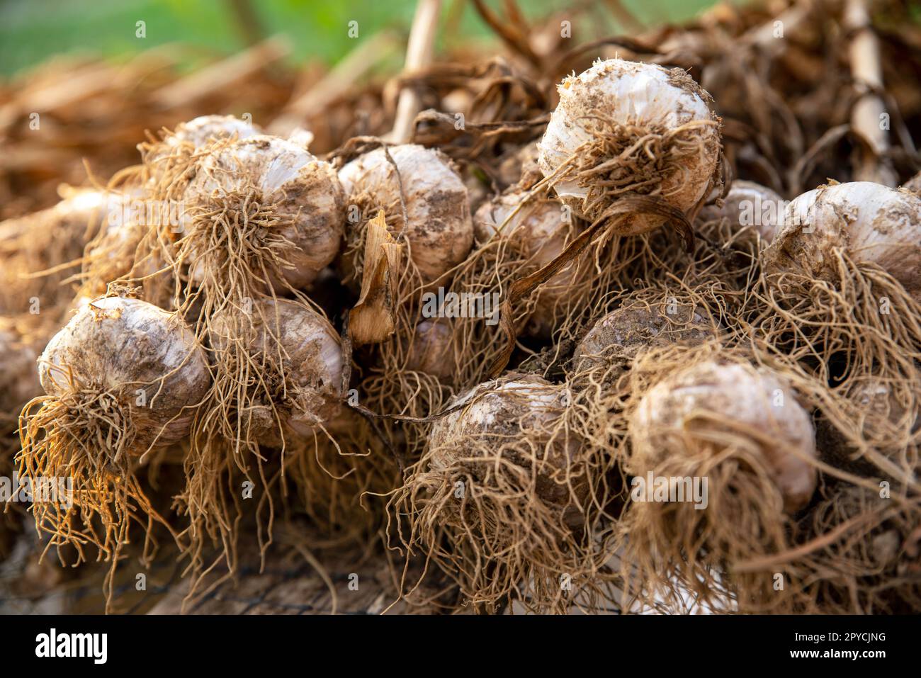 Selective focus with copy space. Beautiful garlic plants with stalk ...