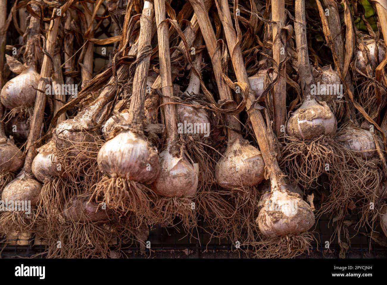 Closeup of harvested garlic drying on screens in a barn Stock Photo - Alamy
