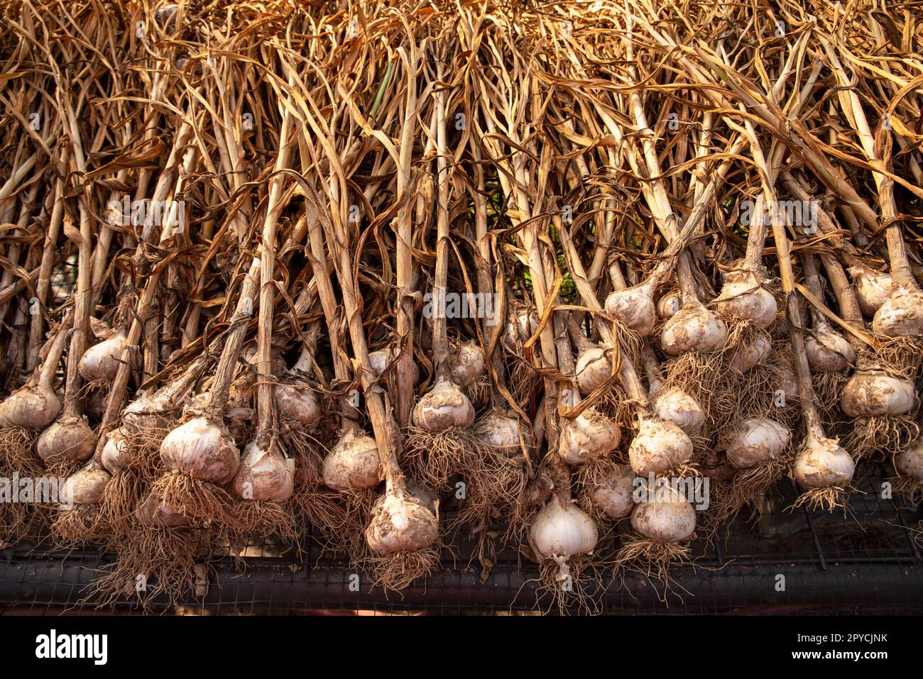 Heaps of harvested garlic dries on screens on organic vegetable farm ...