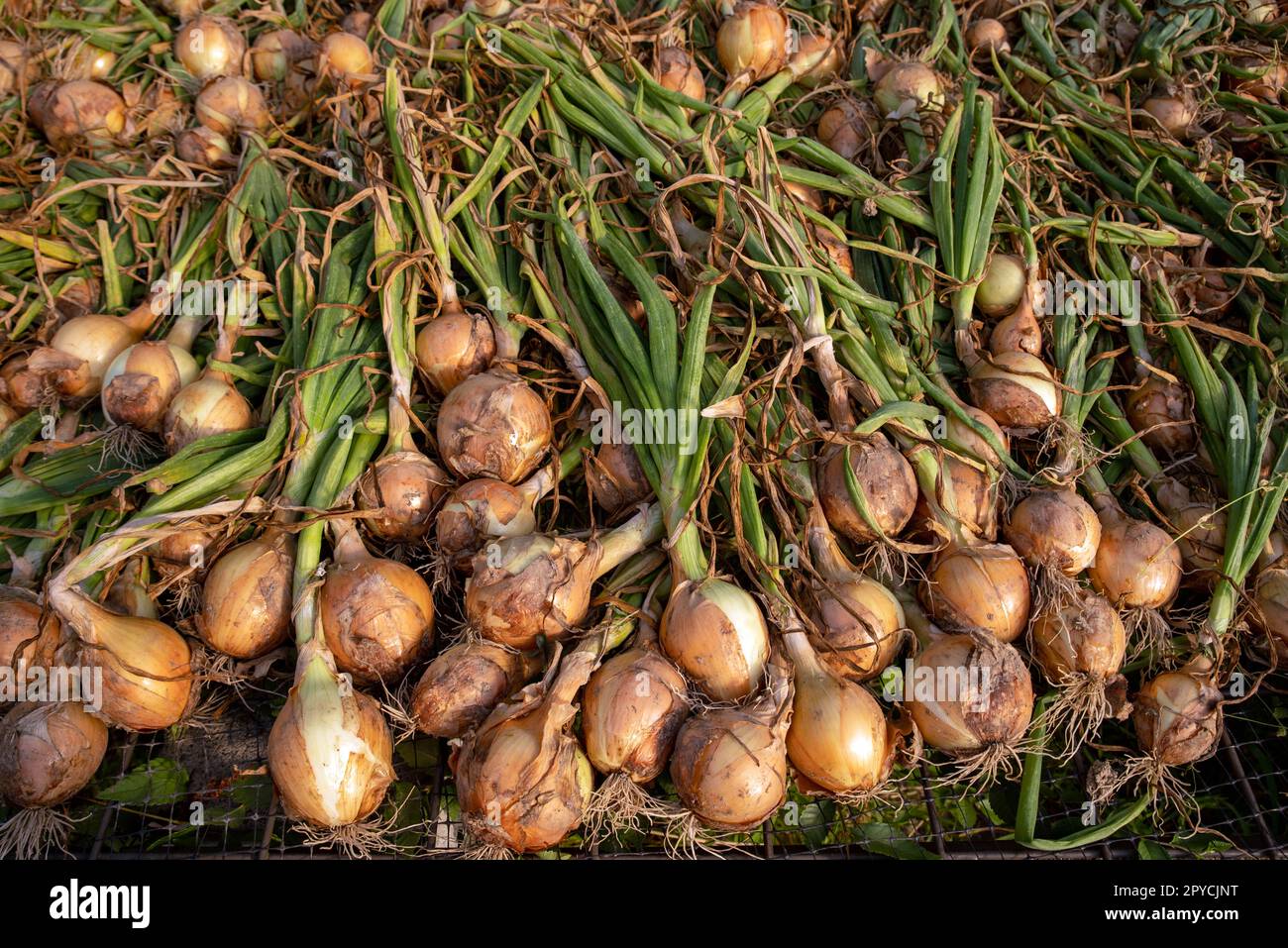 Heaps of harvested onions drying in an agricultural greenhouse Stock ...