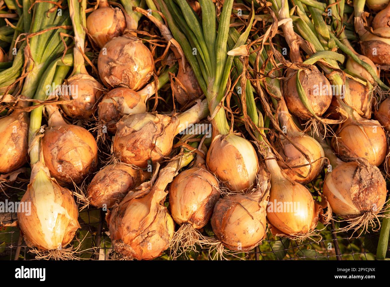 High angle view of harvested yellow onions laid out to dry Stock Photo ...