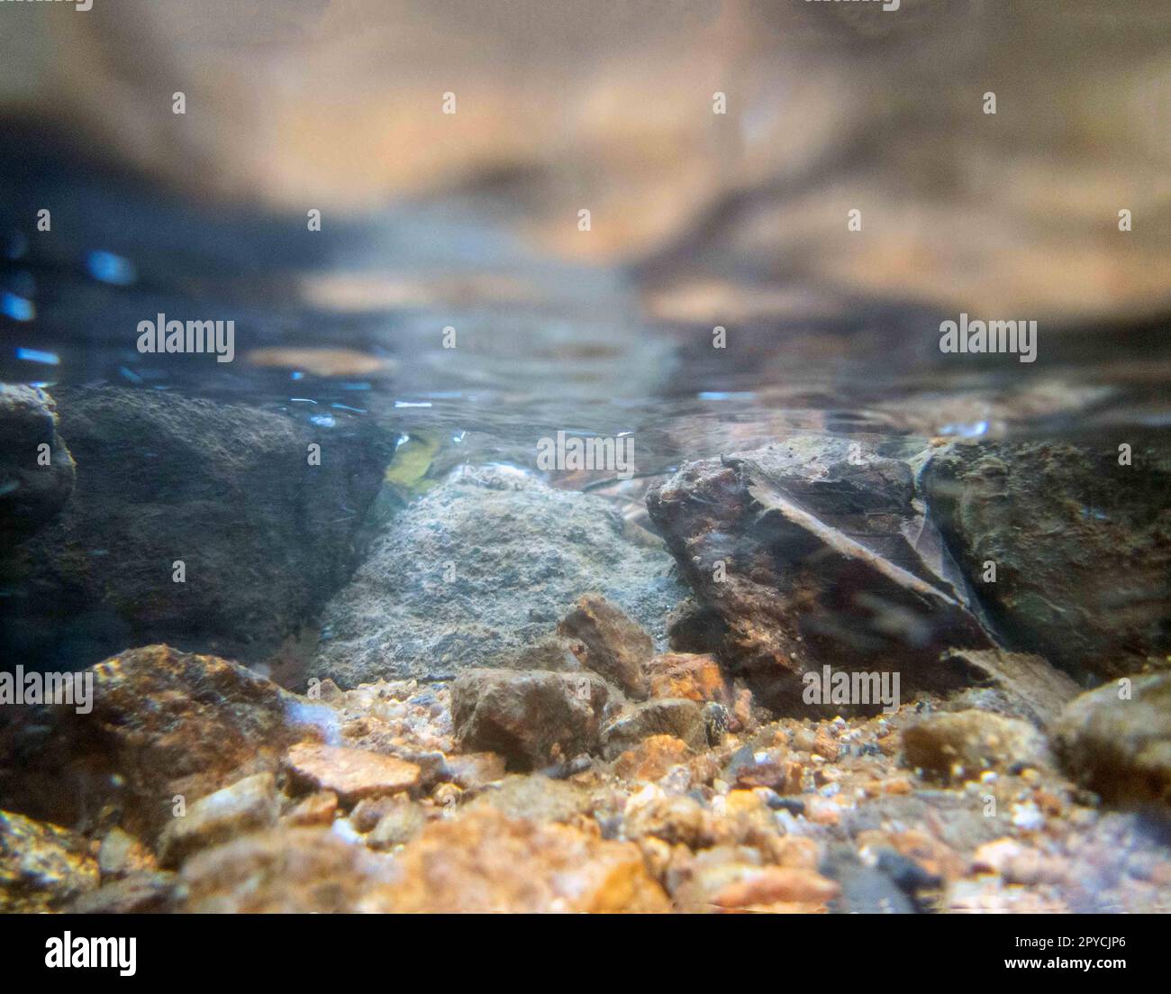 Bright colored underwater scene of clean flowing Pennsylvania stream ...