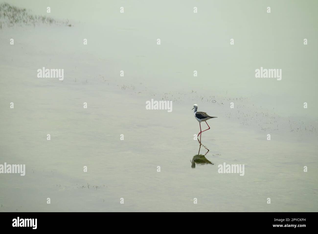 Black winged stilt or pied stilt bird walking on shallow water body or ...