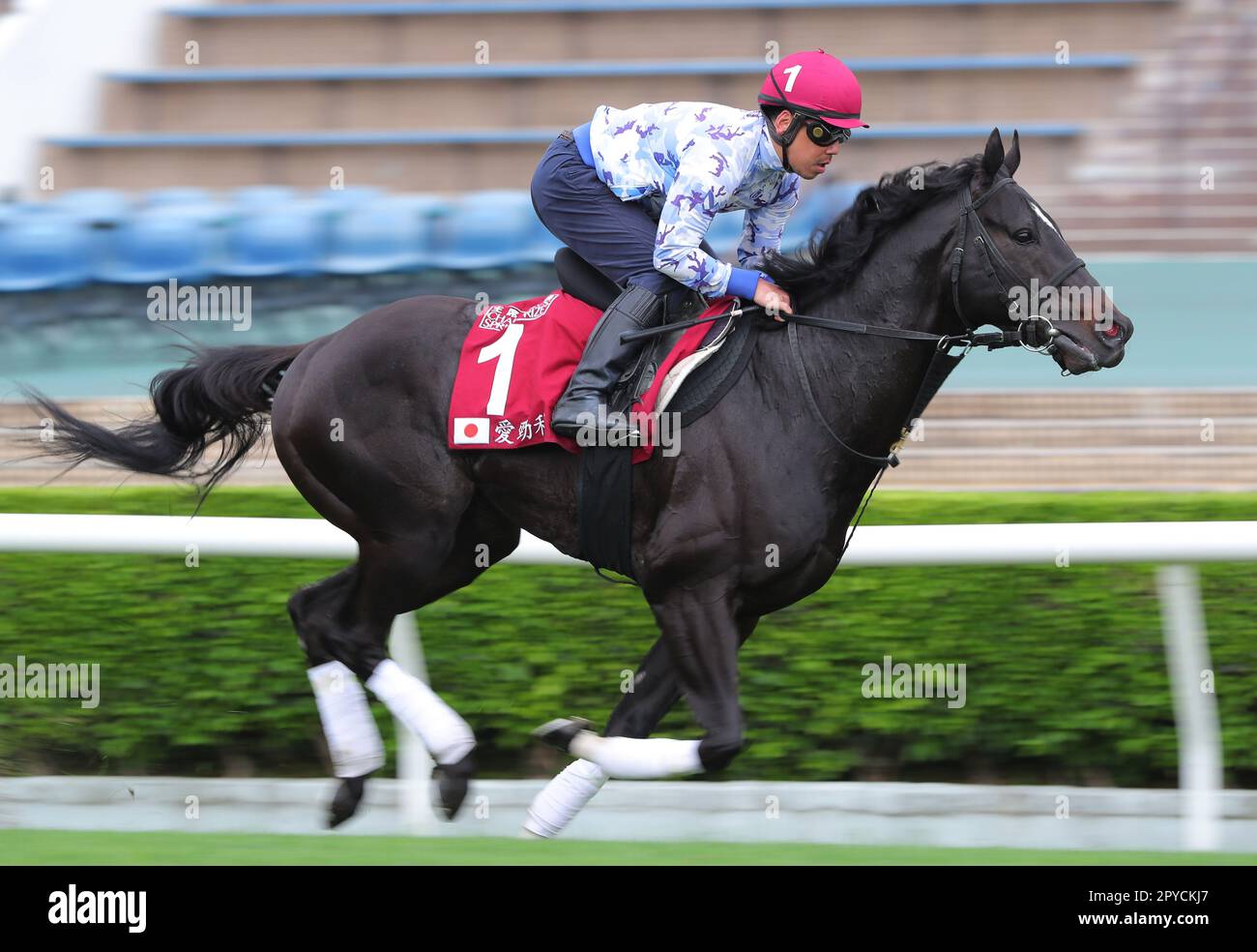 The Champion's Sprint Prize runner AGURI galloping on the turf at Sha ...