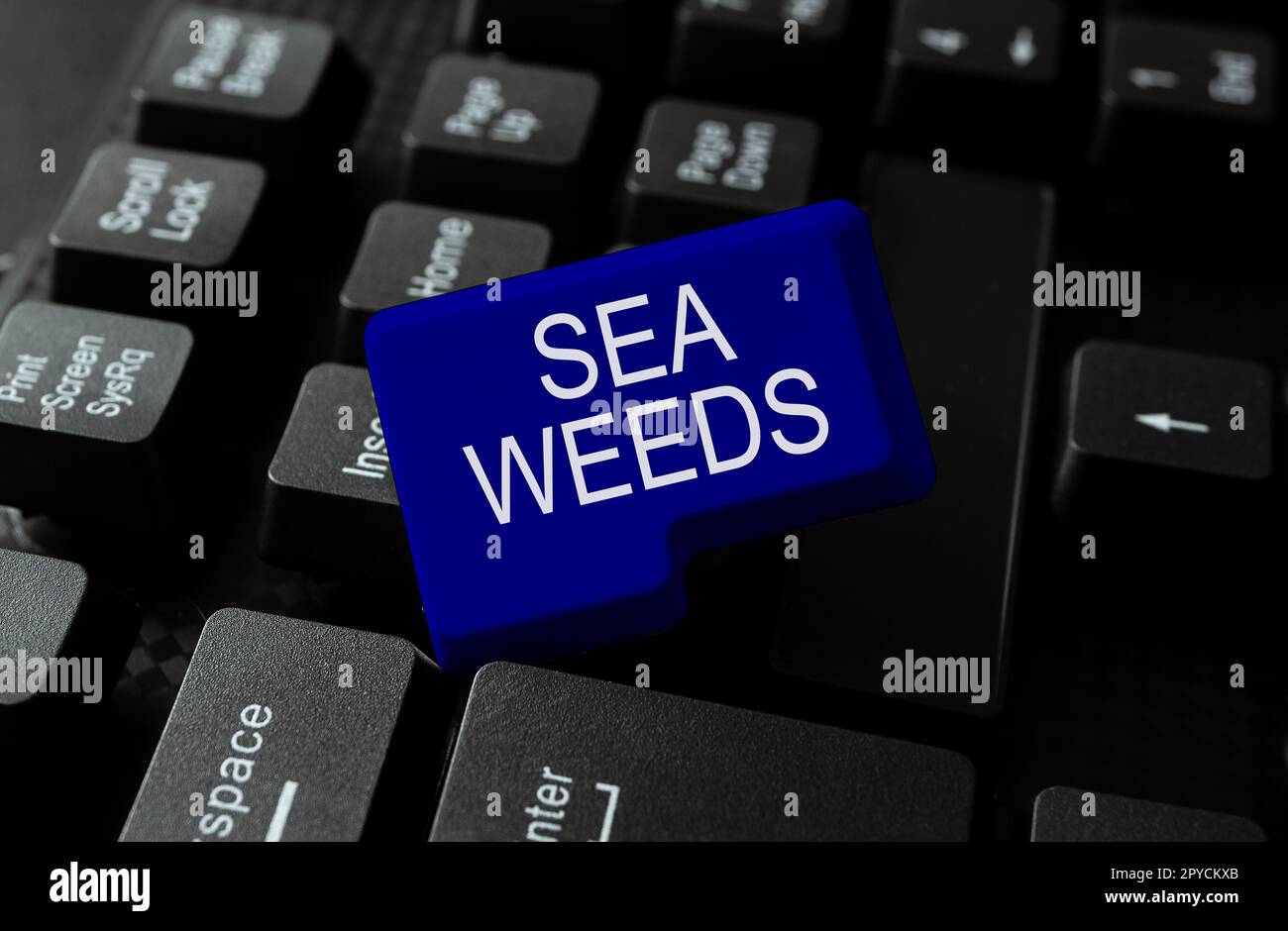 Writing displaying text Sea Weeds. Business idea Large algae growing in ...