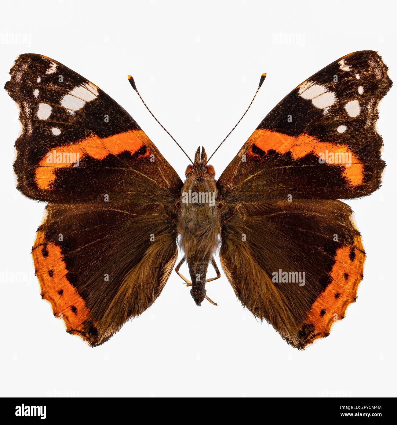 Butterfly pattern Cut Out Stock Images & Pictures - Alamy