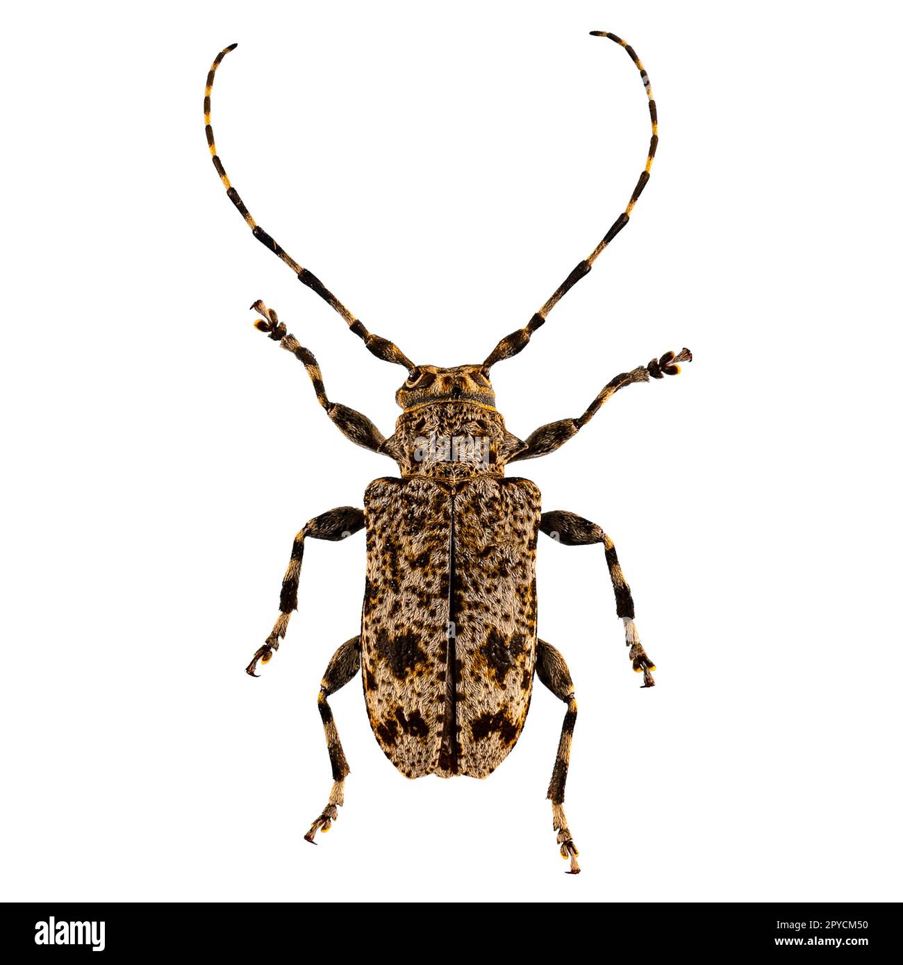 Flat-faced longhorned beetle Stock Photo - Alamy