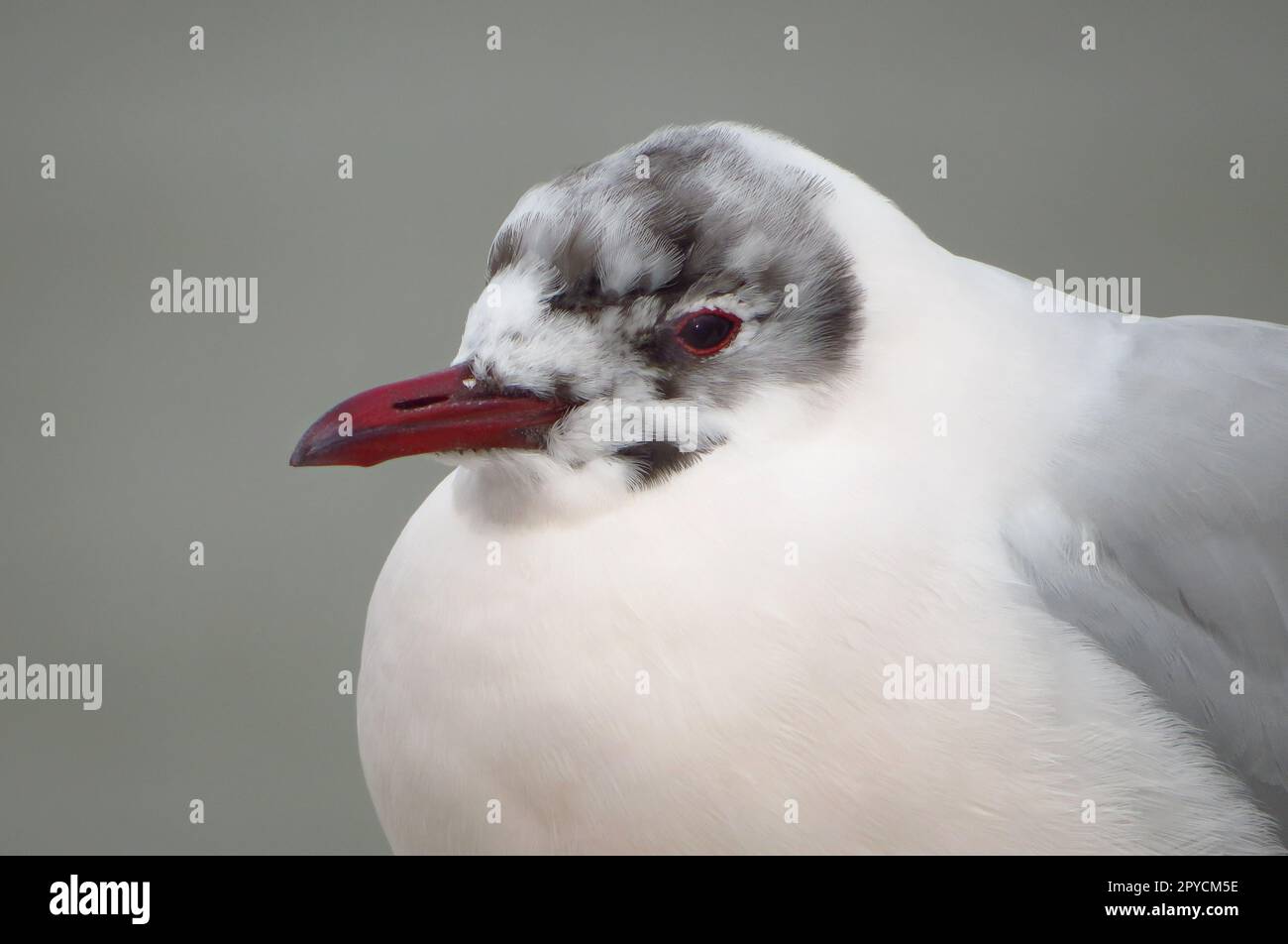 Black-headed gull in portrait Stock Photo - Alamy
