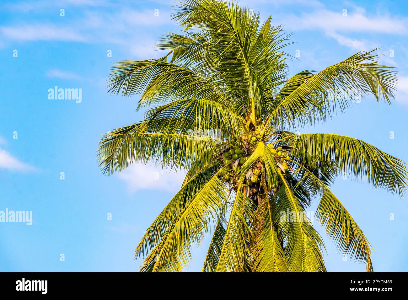 Tropical natural palm tree coconuts blue sky in Mexico Stock Photo - Alamy