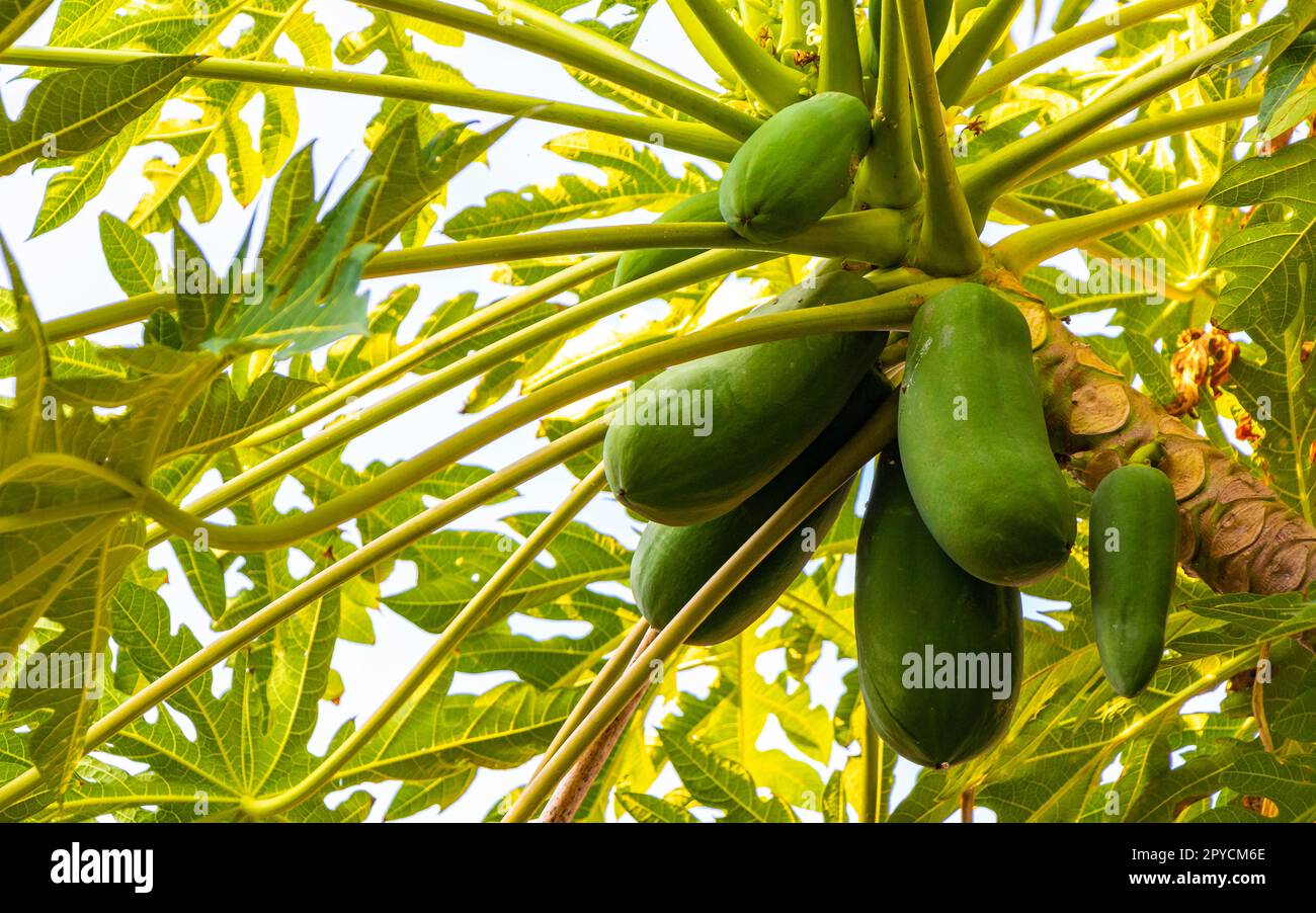 Beautiful papaya tree in tropical nature in Puerto Escondido Mexico ...