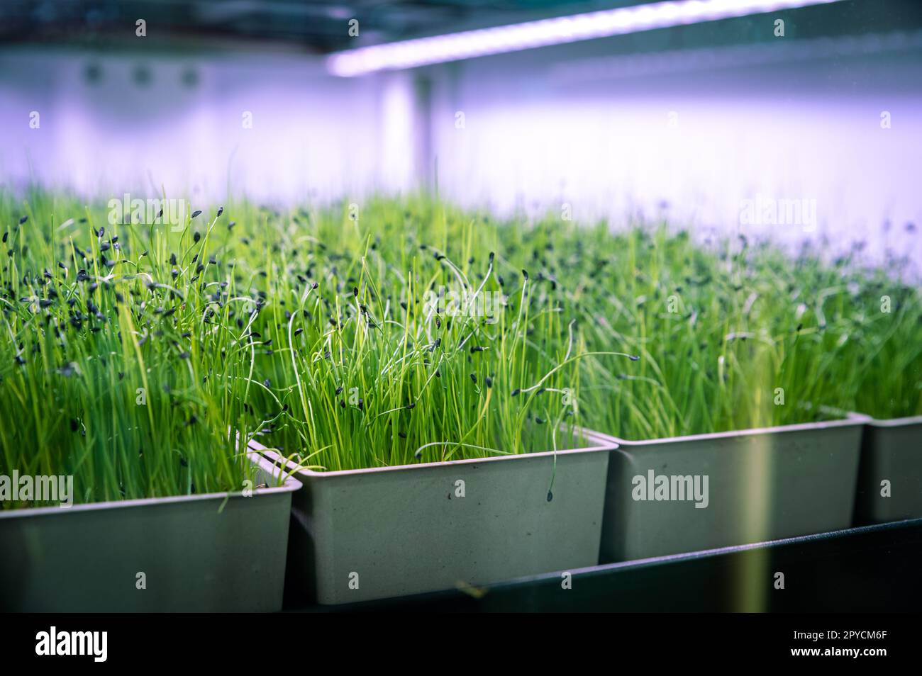 Micro green plants hi-res stock photography and images - Alamy