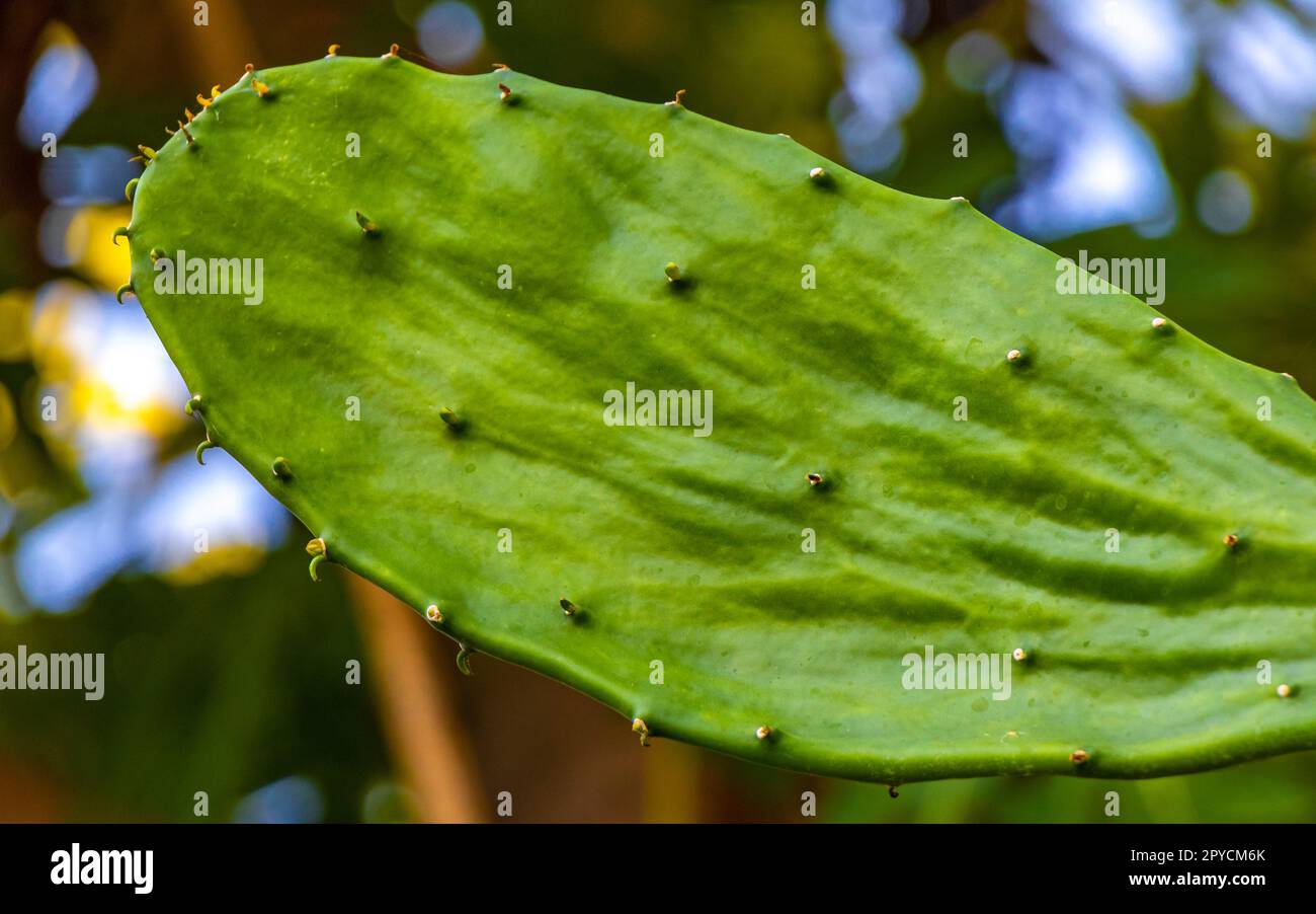 Tropical cacti cactus plants natural jungle Puerto Escondido Mexico ...