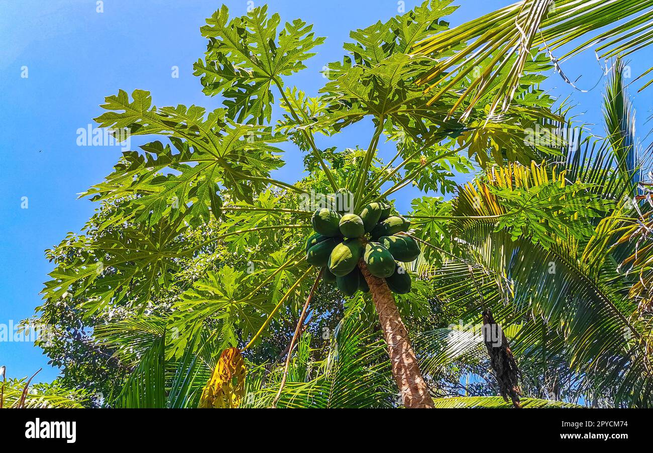 Beautiful papaya tree in tropical nature in Puerto Escondido Mexico ...