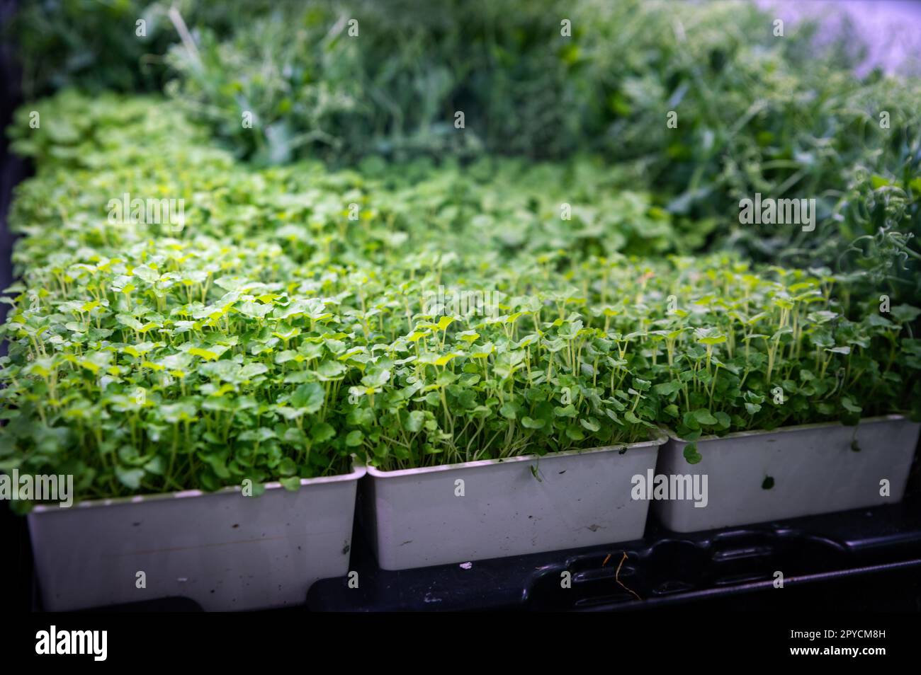 beautiful green micro-pods in pots Stock Photo - Alamy