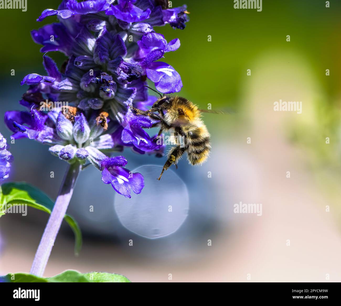 Common carder bee flying to a purple sage flower Stock Photo - Alamy