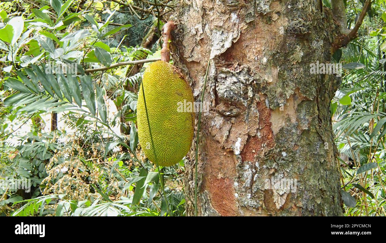 Ripe breadfruit leaves on hi-res stock photography and images - Alamy